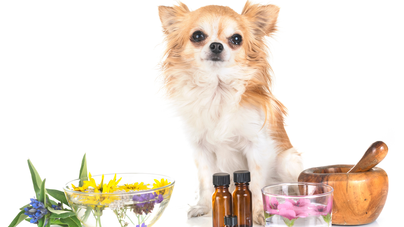The Ultimate Guide to Using Essential Oils Around Pets – Essentially