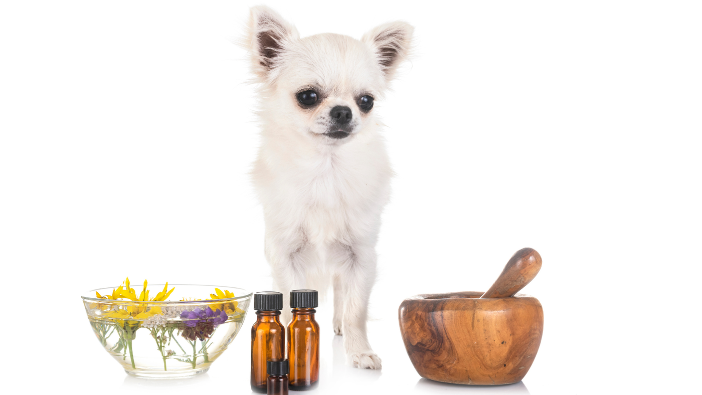Essential Oils Safe for Dogs in Australia – Essentially