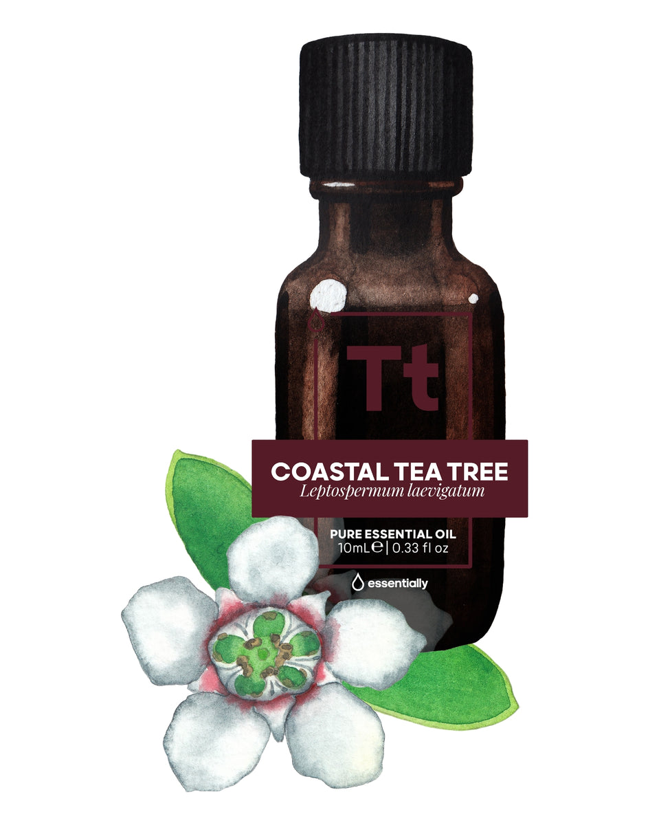 Coastal Tea Tree Pure Australian Native Essential Oil – Essentially